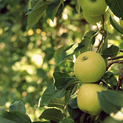 opal apple – Taste the hidden beauty of opal® – stay true