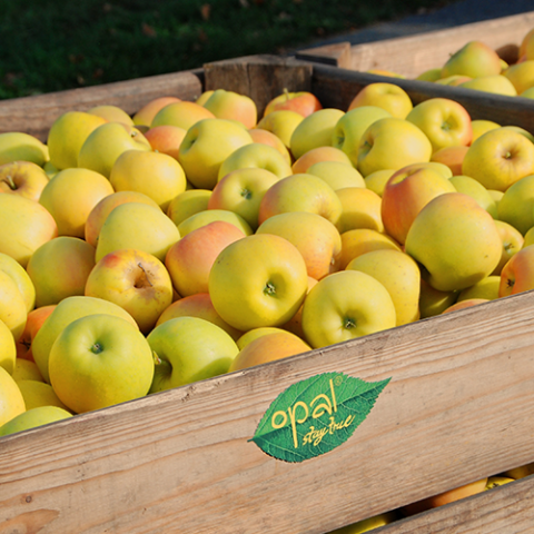 opal apple – Taste the hidden beauty of opal® – stay true