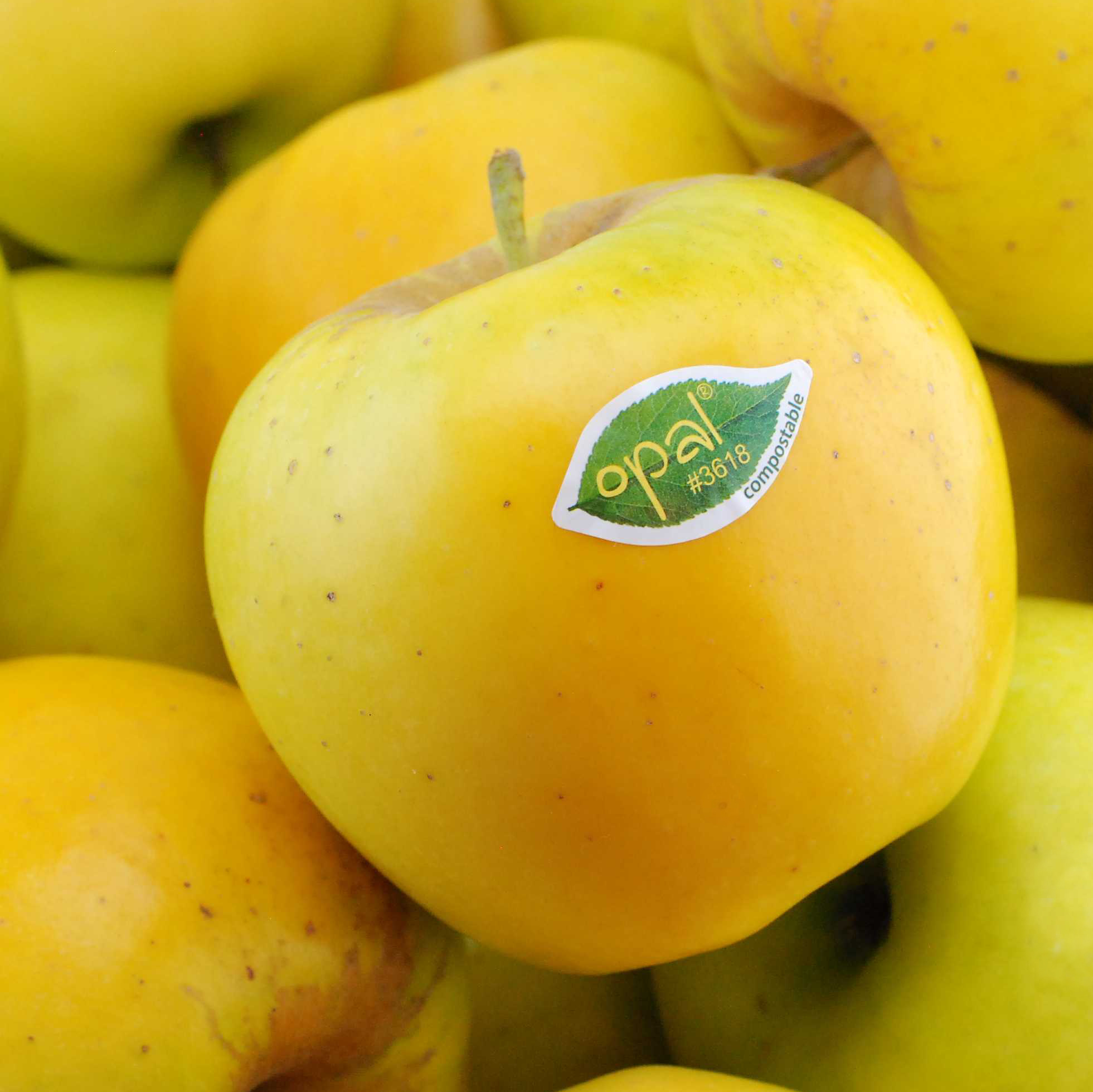 opal apple – Taste the hidden beauty of opal® – stay true