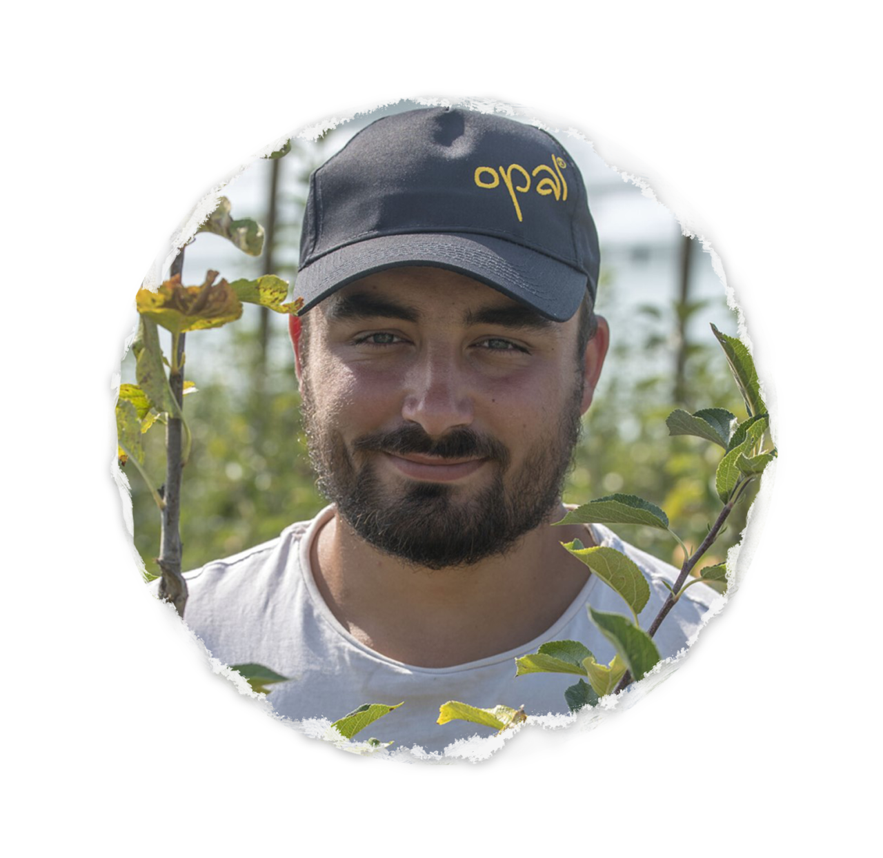 Cultivador - manzana opal®